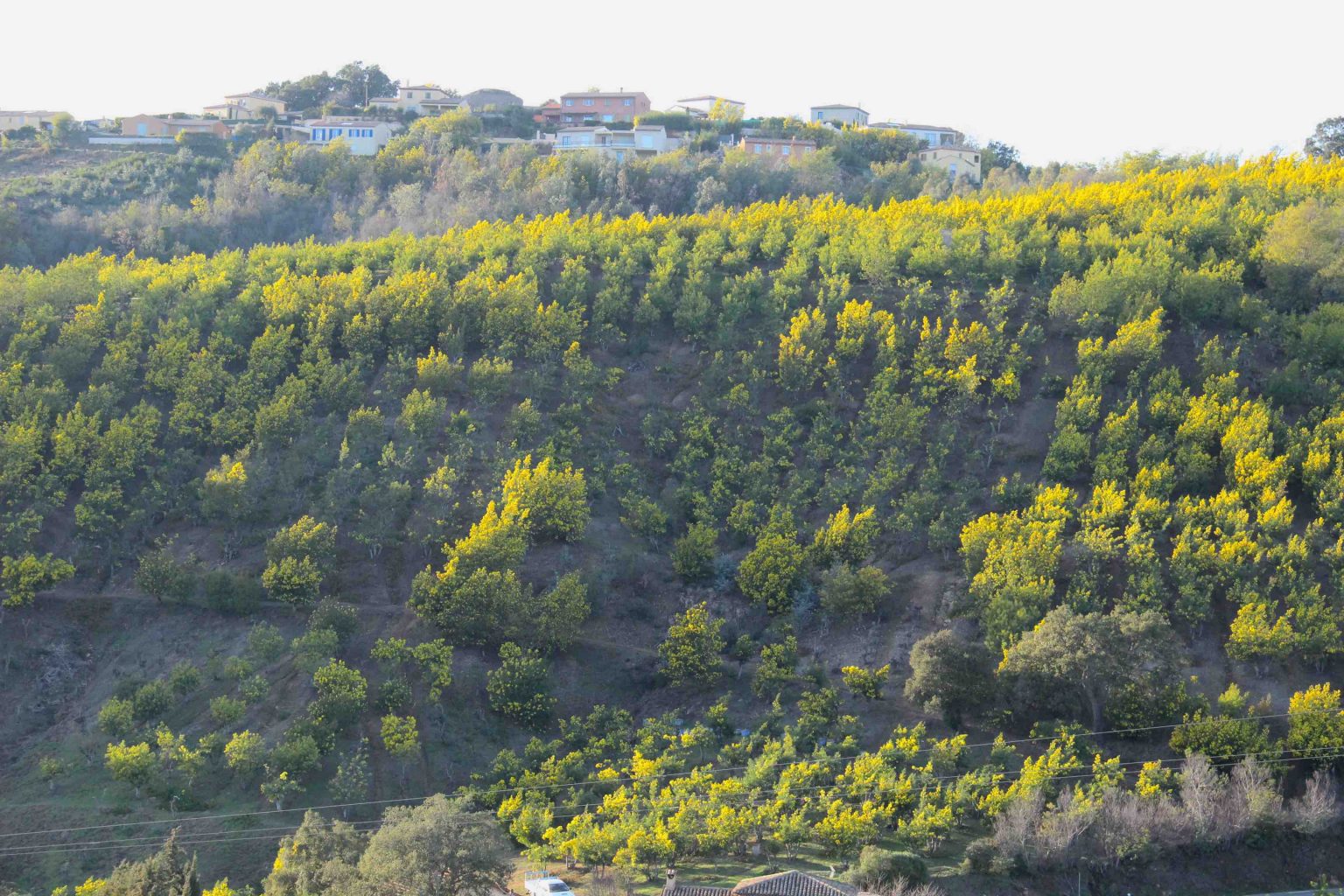 randonnée pédestre à Tanneron dans le mimosa en fleurs