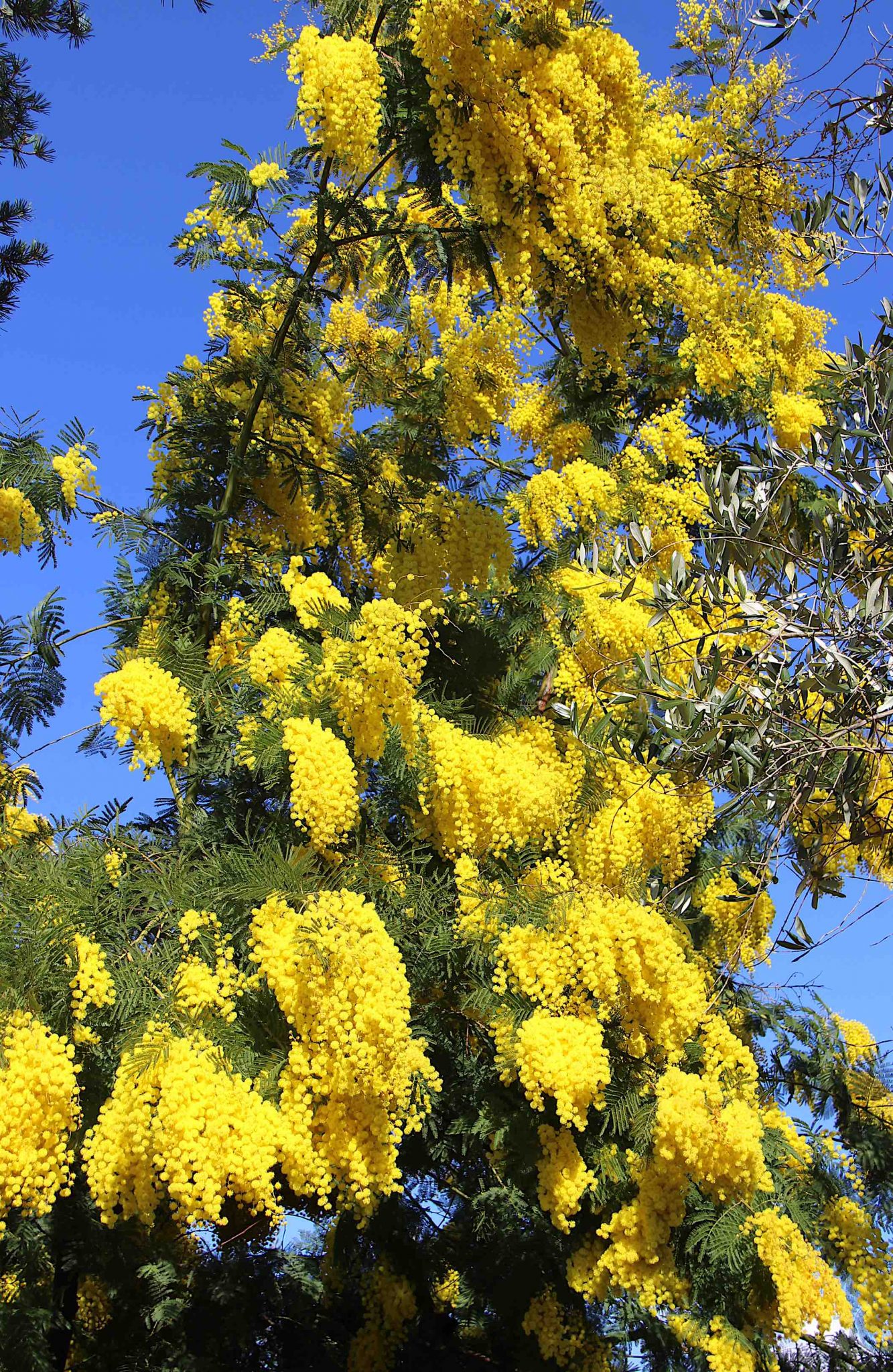 randonnée pédestre à Tanneron dans le mimosa en fleurs