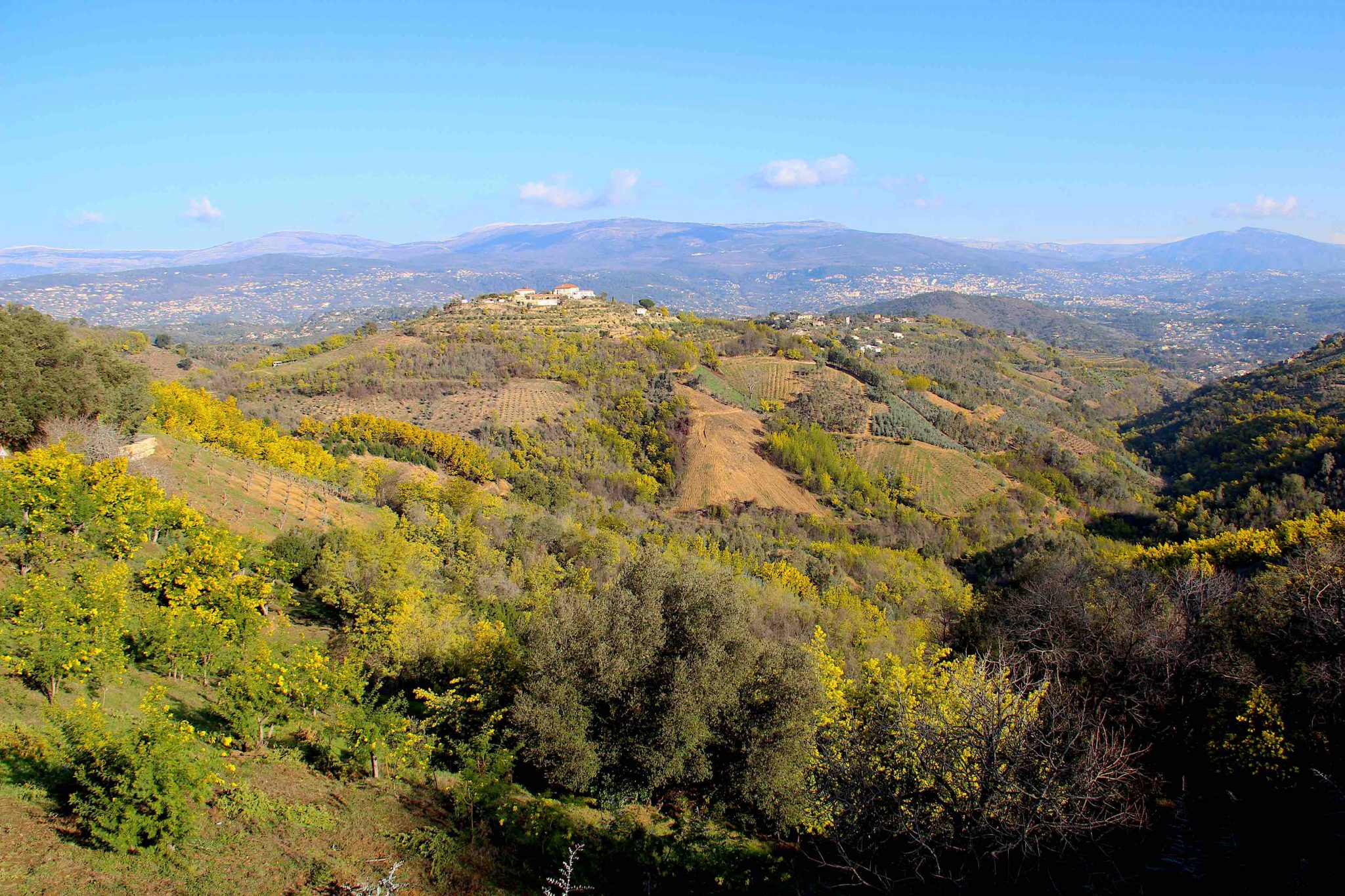 randonnée pédestre à Tanneron dans le mimosa en fleurs