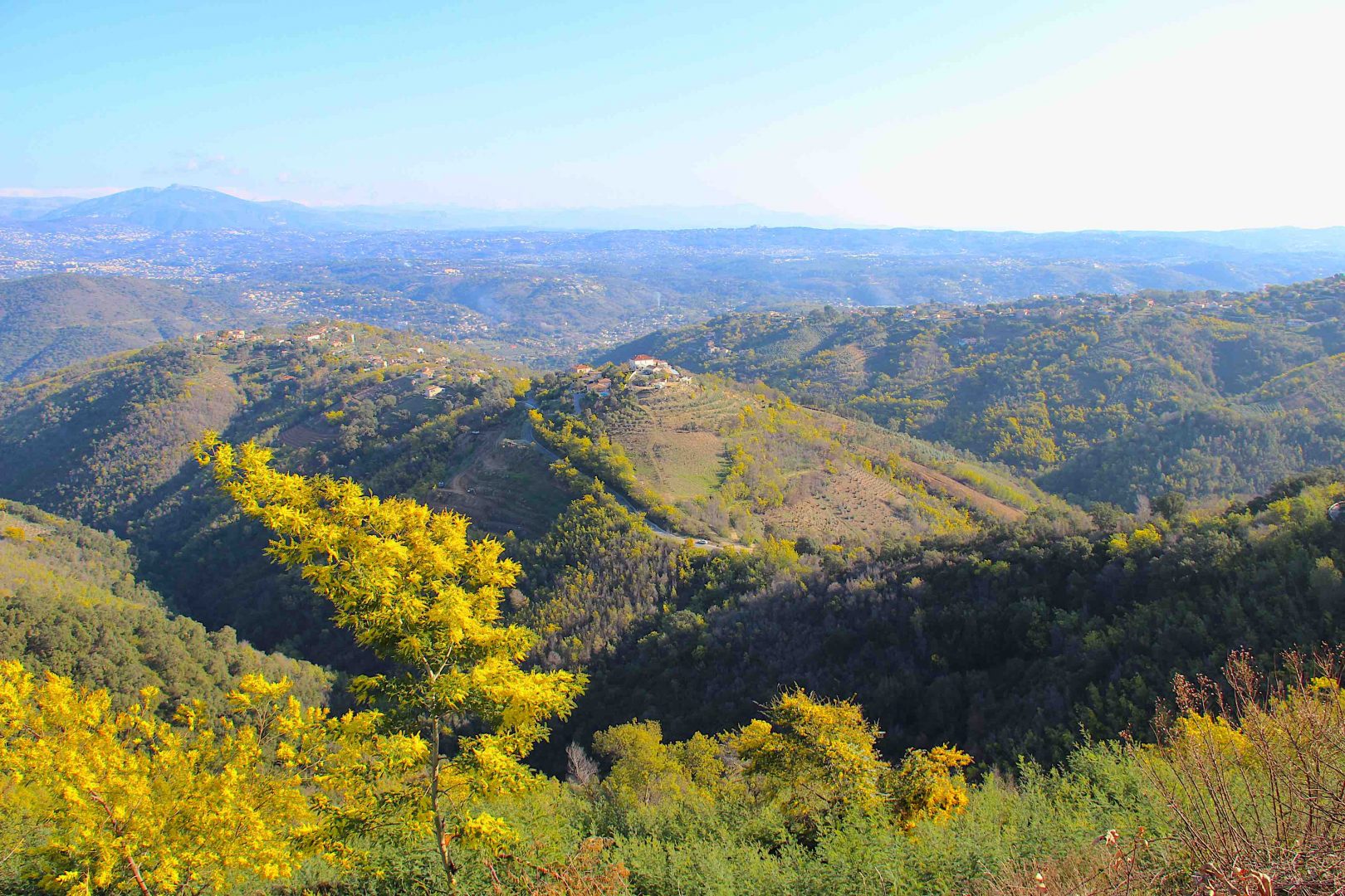 randonnée pédestre à Tanneron dans le mimosa en fleurs