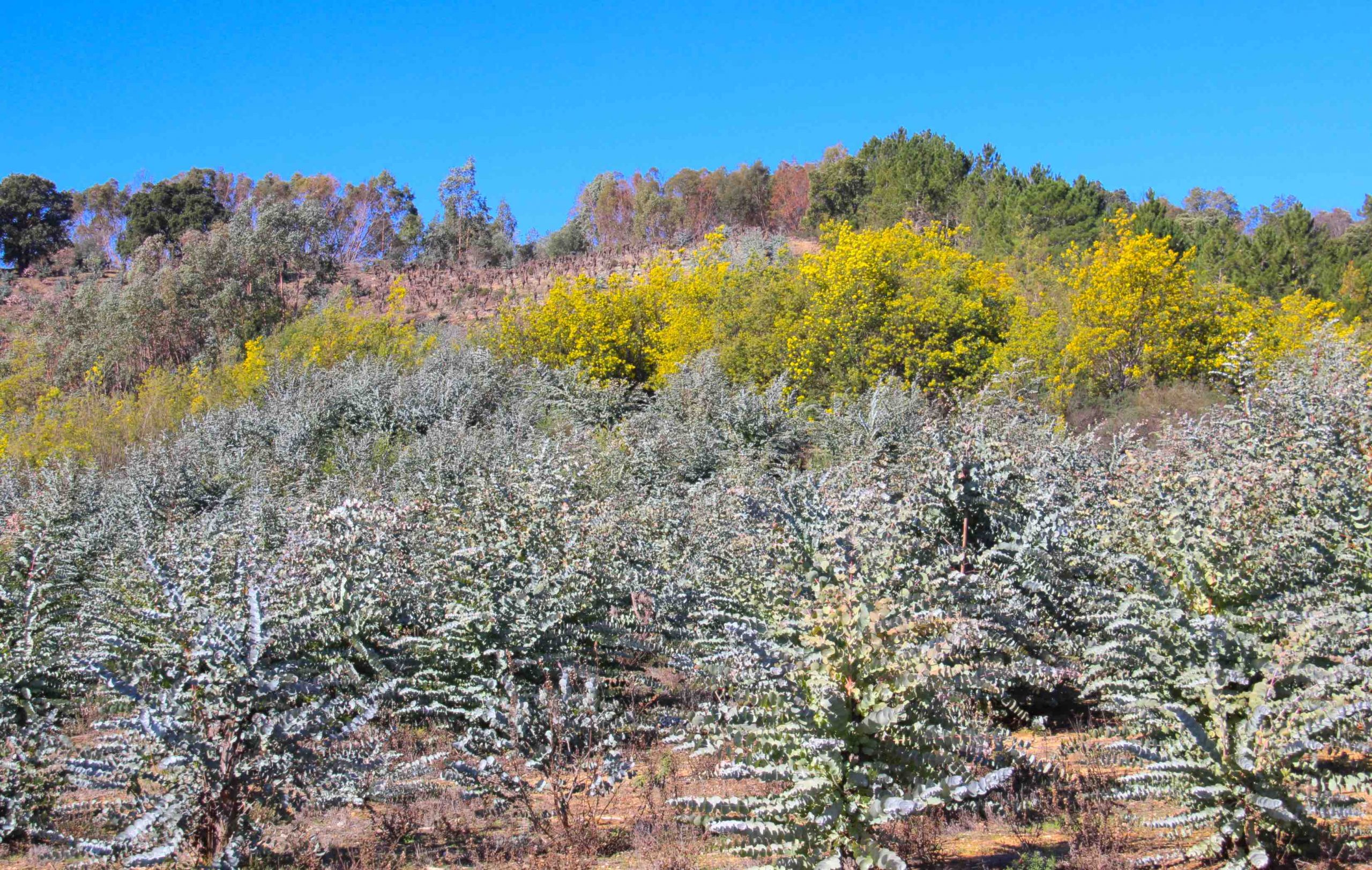 randonnée pédestre à Tanneron dans le mimosa en fleurs